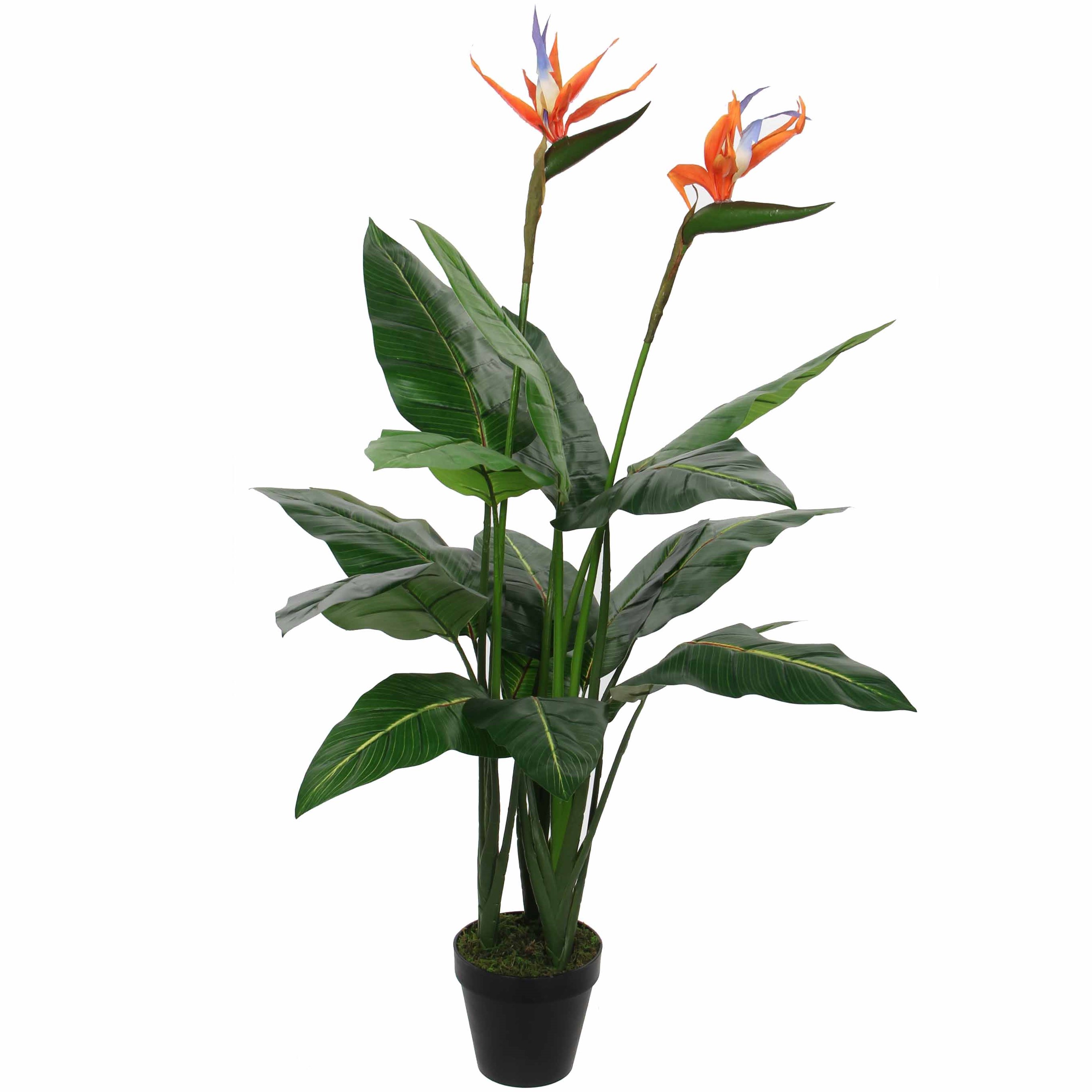 Strelitzia en pot 110 cm | Fleurs / Plantes artificielles | Pier Import